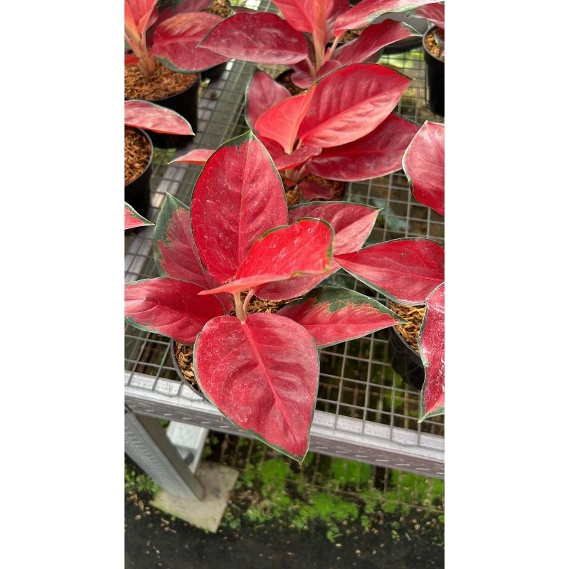 Jual aglo suksom merapi merah merona sepanjang masa | Shopee Indonesia