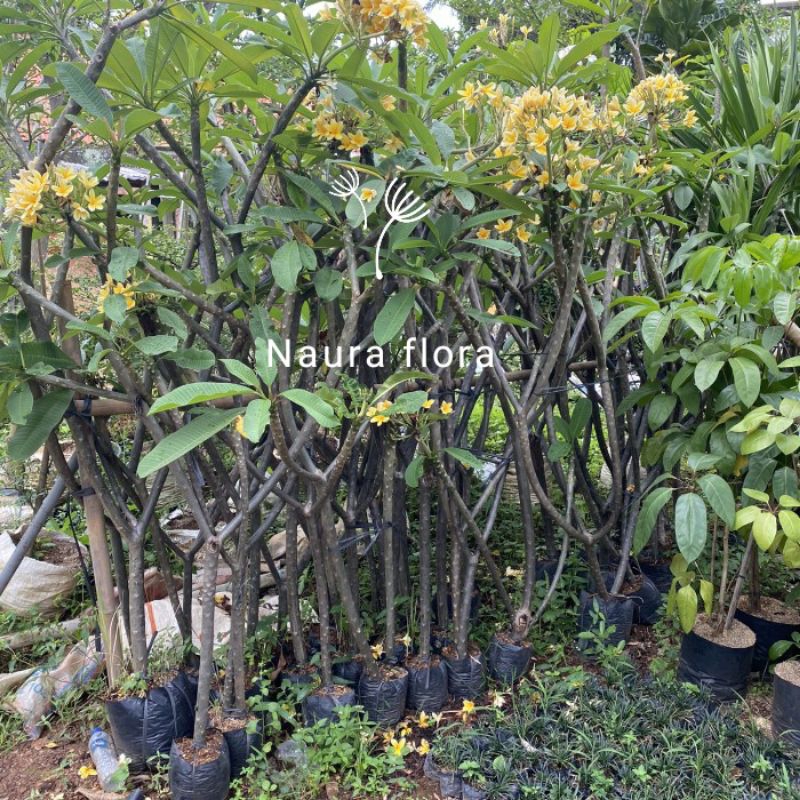 Jual Tanaman hias kamboja bali bunga kuning tinggi 80cm - 1 meter ...