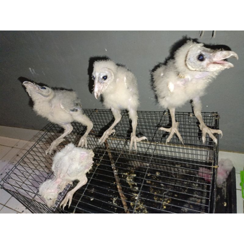 Jual TYTO ALBA ANAKAN | Shopee Indonesia