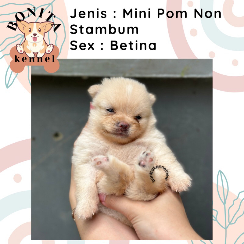 Jual Mini Pom Non Stambum Mini Pomeranian Anakan Anjing Mini Pom Non ...