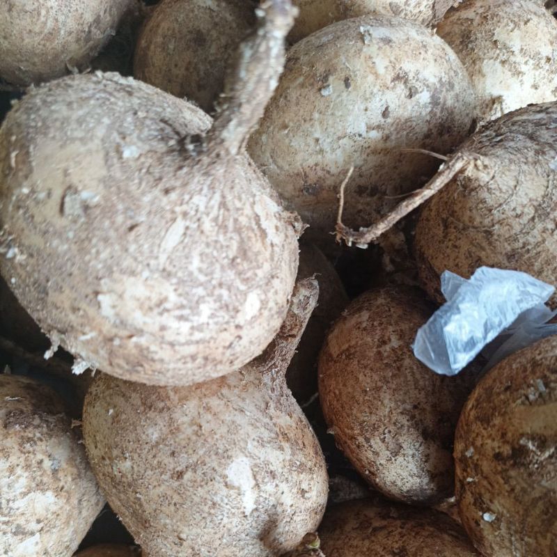 Jual BENGKOANG 1KG | Shopee Indonesia