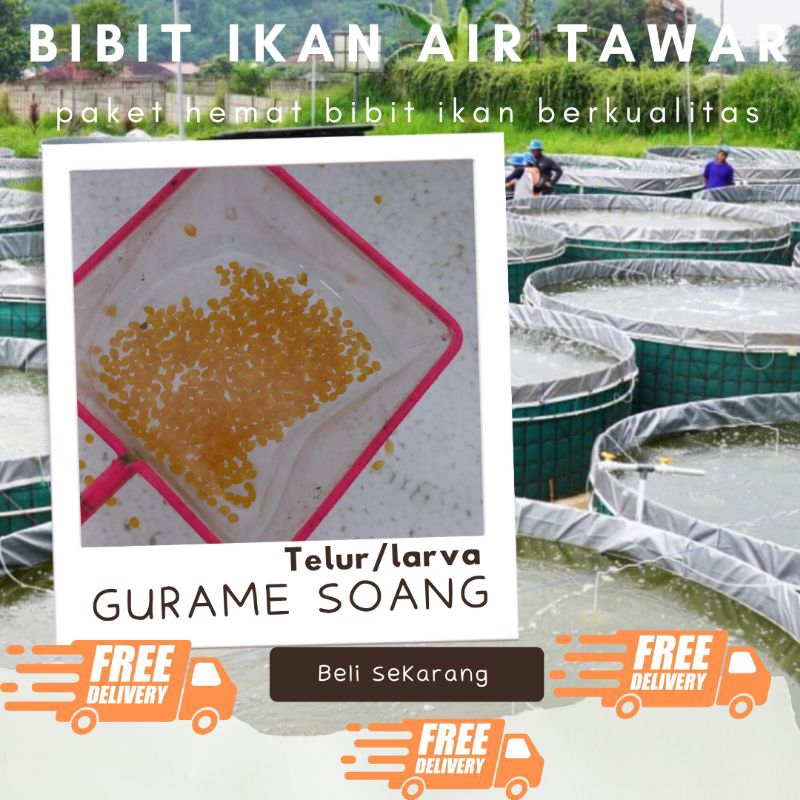 Jual TELUR GURAME SOANG PAKET 1000 TELUR GURAME SOANG MURAH LARVA/TULUR ...
