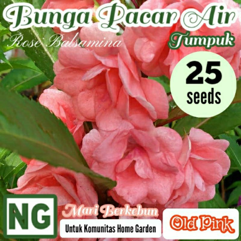 Jual 25 Benih Bunga Pacar Air Tumpuk Oldpink Benih Biji Bibit Bunga ...