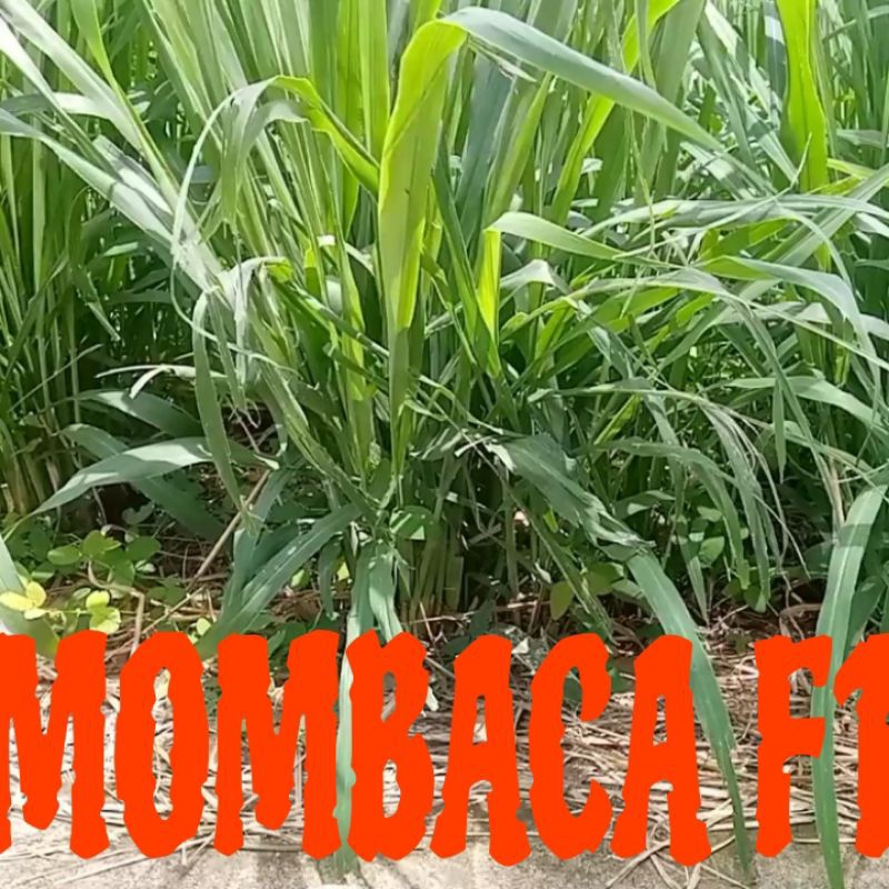 Jual Bibit Rumput Mombaca F1 Super 1KG Isi Ngak Kehitung | Shopee Indonesia