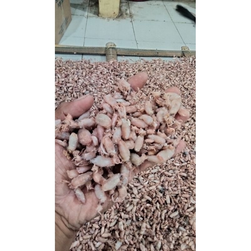 Jual Baby cumi uk 1-2 Super Premium 1kg | Shopee Indonesia