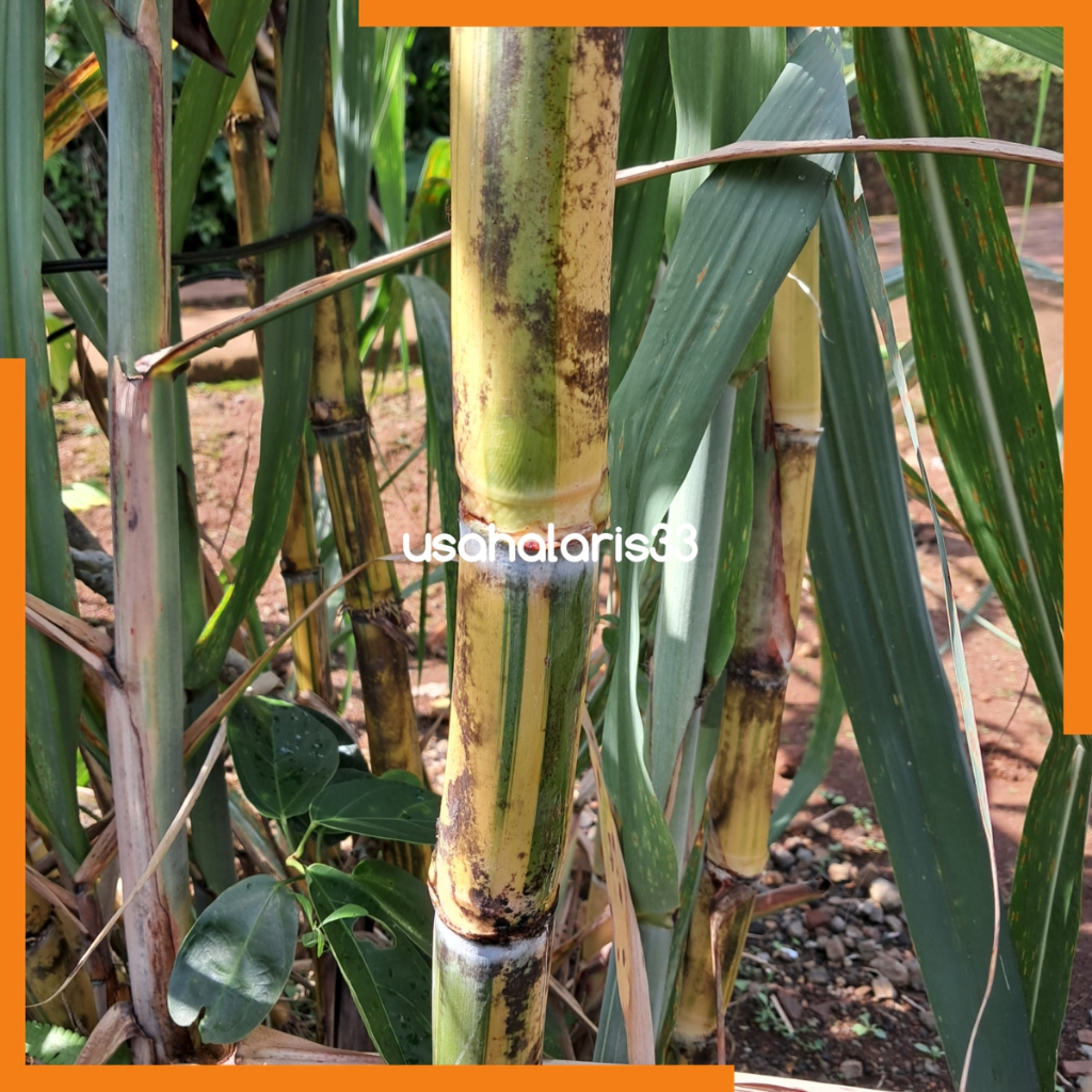 Jual Tebu Kuning Asli | Shopee Indonesia