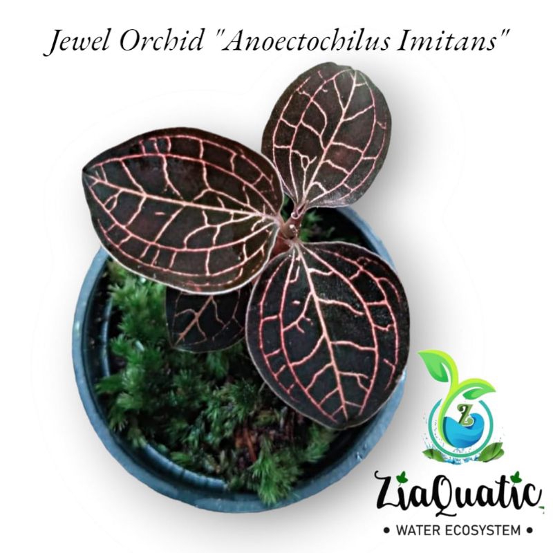 Jual Anoectochilus Imitans - Jewel Orchid/Kiaksara/Terrarium/Paludarium ...