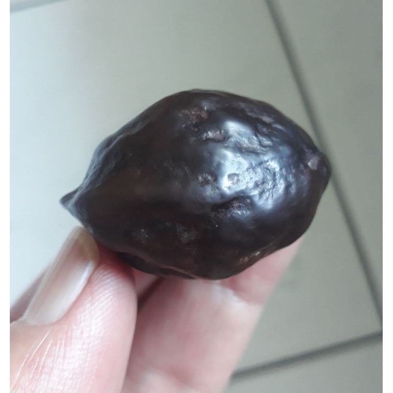 Jual Kemiri Adu Muncang Adu Jawa Si Carok Ori Matang | Shopee Indonesia