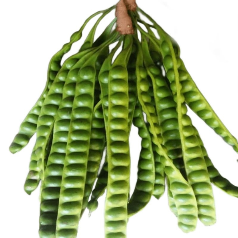 Jual PETE SEGAR PILIHAN ISI 20 PAPAN/PETE TUA SUPER/PETE MURAH/PETE ...