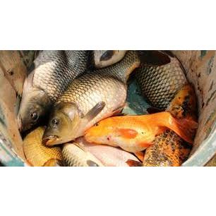 Jual RANGKAIAN PANCING GALAPUNG LOMBA KAIL 2 (super tajam kuat anti ...