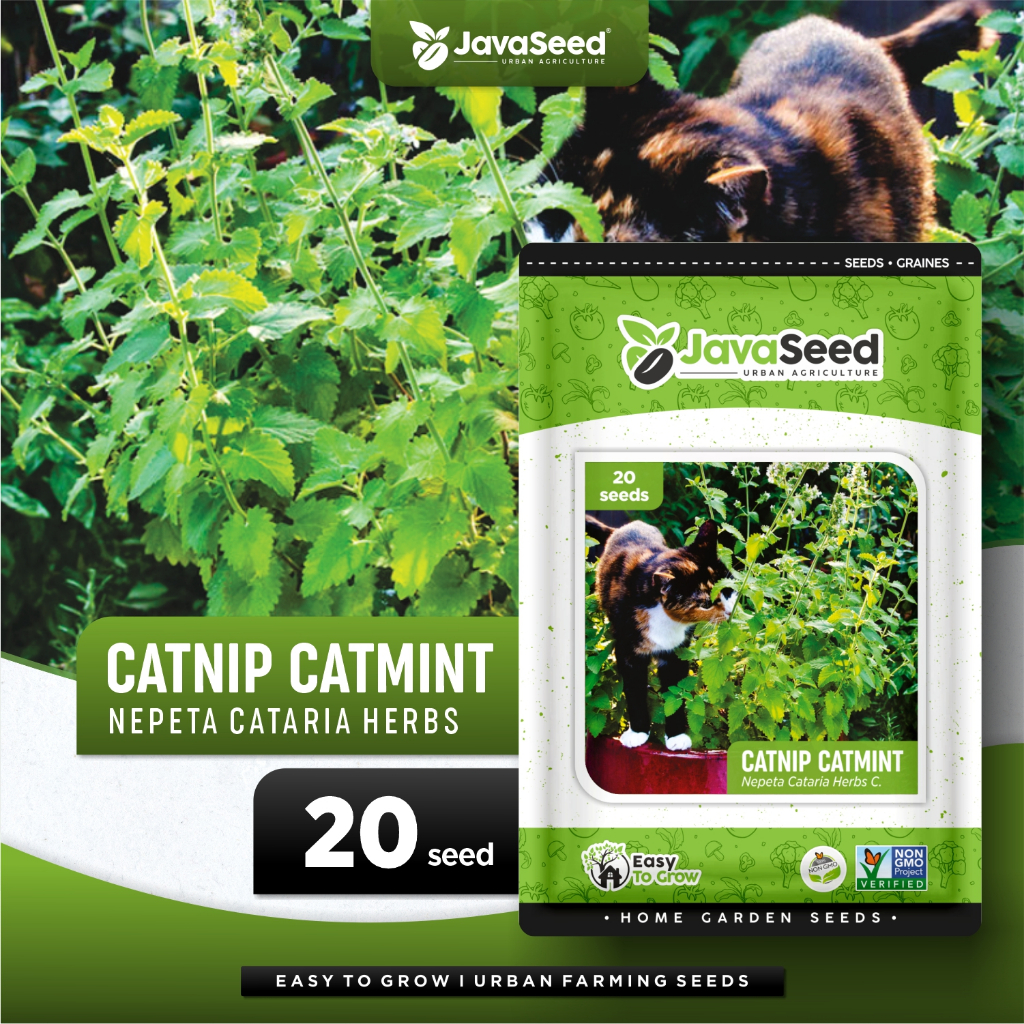 Jual JAVASEED - Benih Daun Catnip Common Catmint 10 Benih | Shopee ...