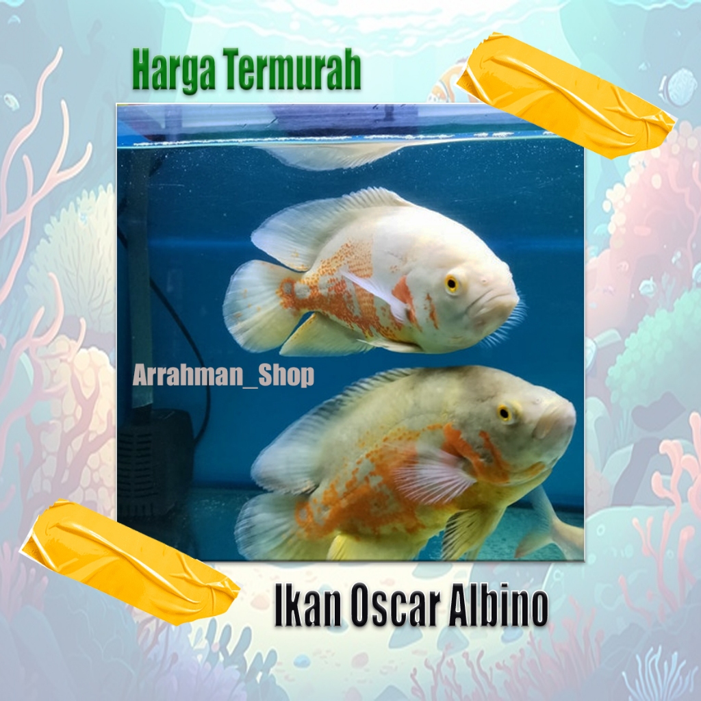Jual ikan Oscar Tiger albino ukuran - Ikan hias aquascape aquarium ...