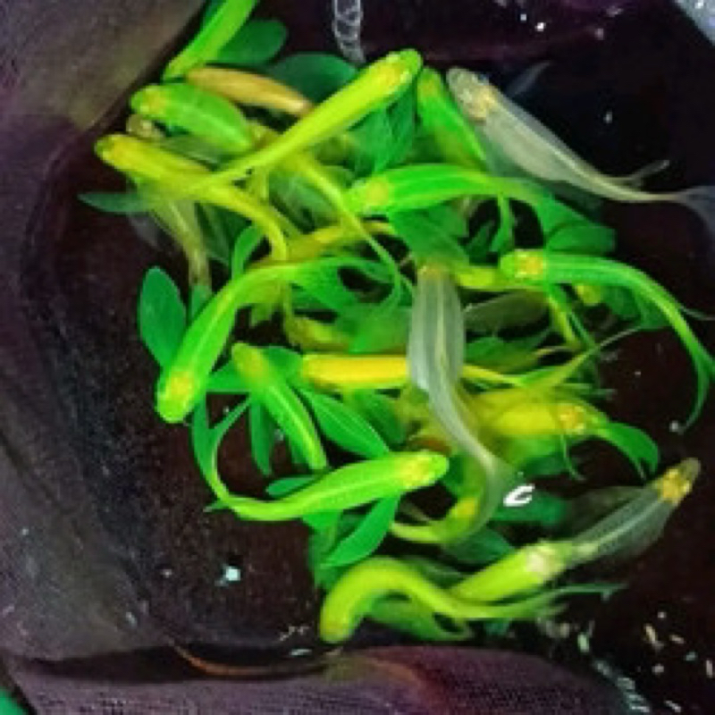 Jual danio slayer warna hijau isi 10 kebutuhan akuarium garansi aman ...