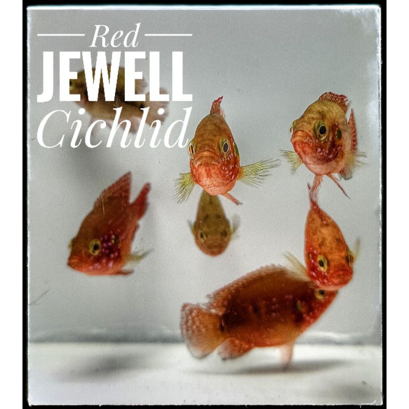 Jual Red Jewel short body Cichlid 5-6 cm | Shopee Indonesia