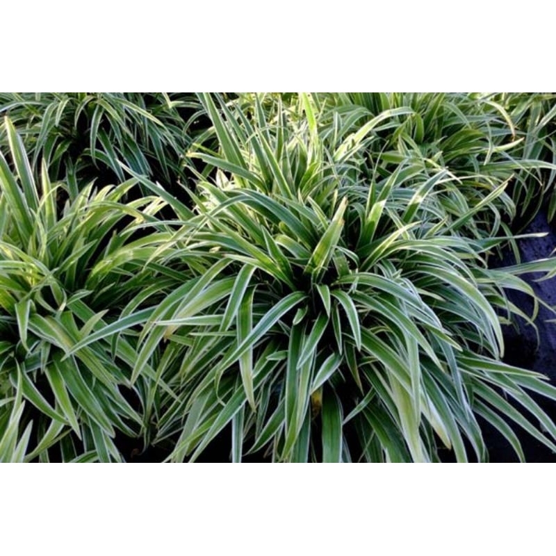 Jual Tanaman Hias Buang Lili Paris / Bunga Laba Laba | Shopee Indonesia