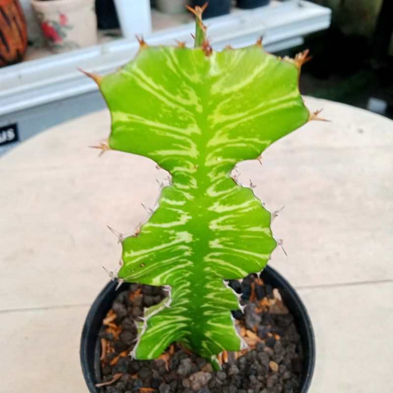 Jual tanaman hias euphorbia batik | Shopee Indonesia