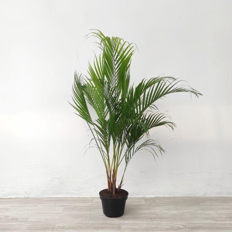 Jual PALM KUNING Size L 120cm | Tanaman Hias / Tanaman Indoor | Shopee ...