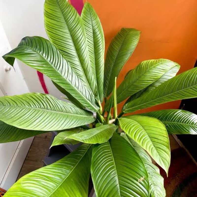 Jual Philo Lynette Tanaman semi indoor Philo linet original All varian ...