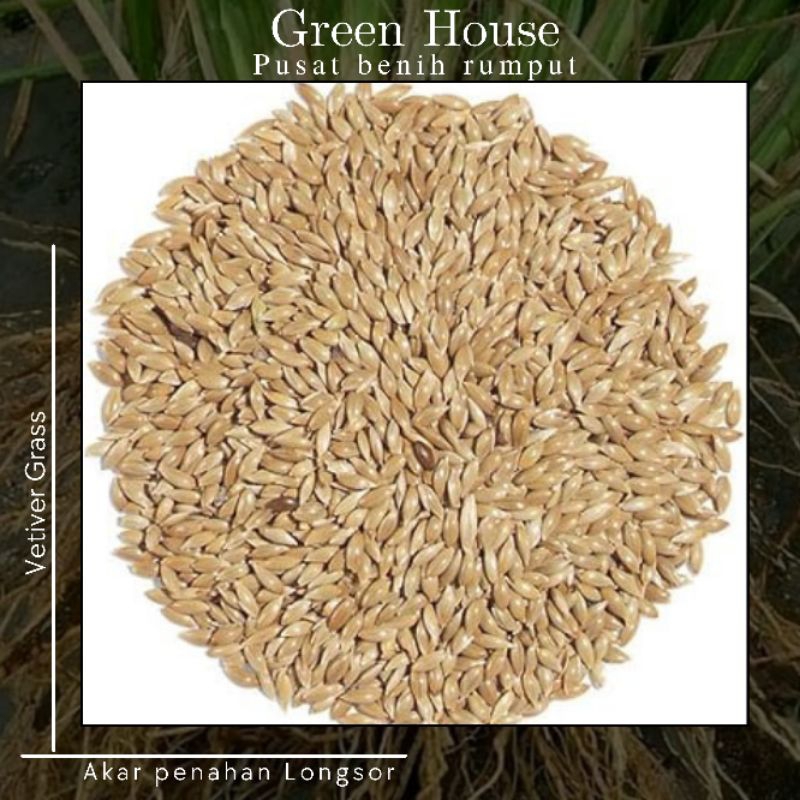 Jual Signal Grass Vetiver 80Gram ±Seed° Benih Rumput Vetiver Akar ...