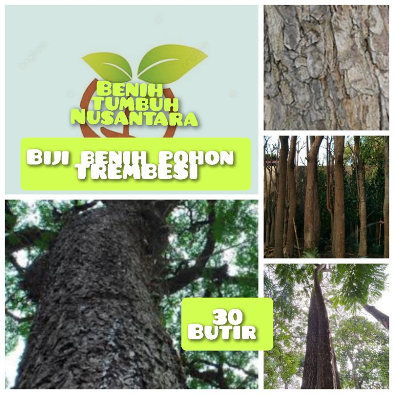 Jual 30 butir biji/benih pohon trembesi/samanea saman | Shopee Indonesia