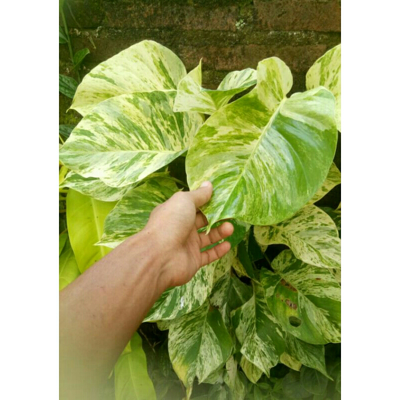 Jual (Ukuran Big/Besar/Jumbo Daun 3-4) Sirih Marble Variegata | Shopee ...