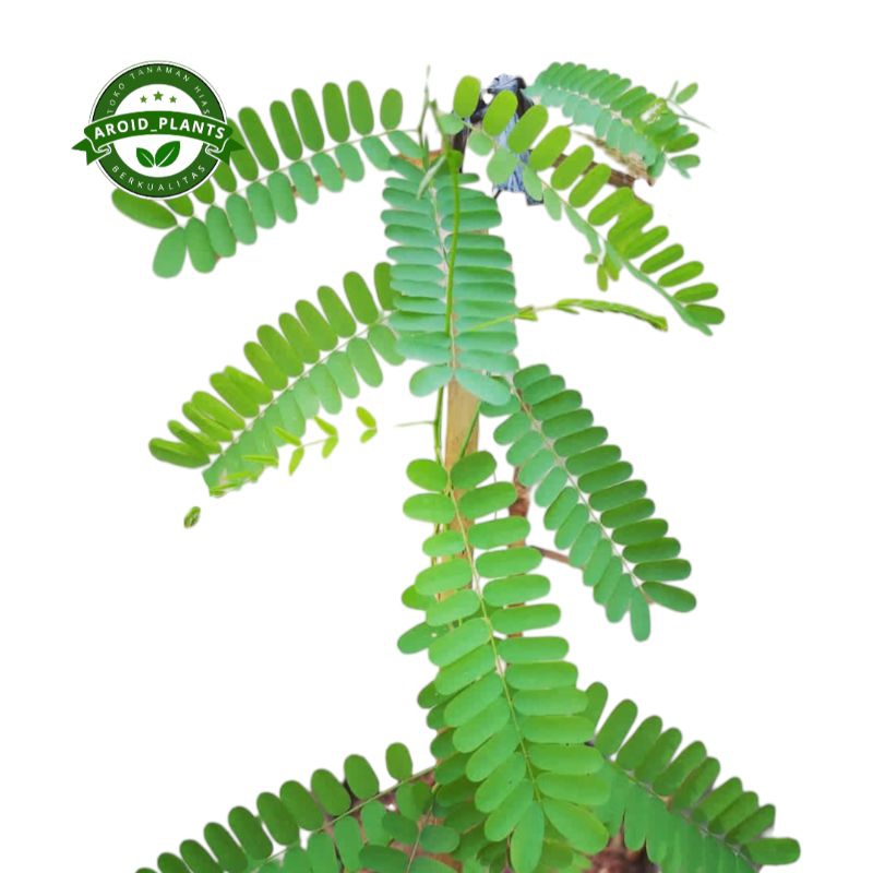 Jual Tanaman Herbal Pohon Daun Saga - Bibit Pohon Herbal Daun Saga ...