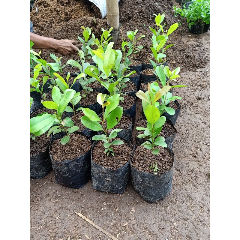 Jual Bibit Pohon Jamblang Hitam - Buah Duwet Juwet Java Plum Jamlang ...