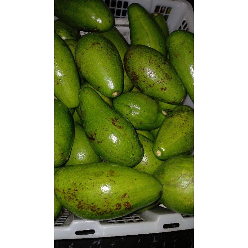 Jual ALPUKAT MENTEGA SUPER /KG | Shopee Indonesia
