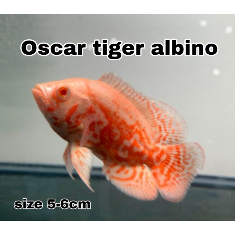 Jual Oscar tiger albino batik Oscar tiger albino marking full oscar ...