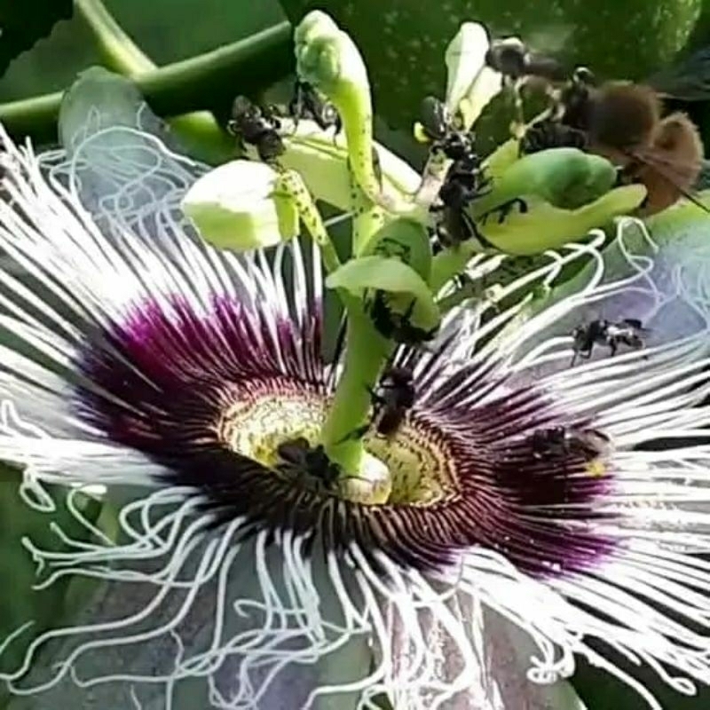 Jual tanaman buah markisa madu tanaman vegetasi Dan tanaman buah | Shopee Indonesia