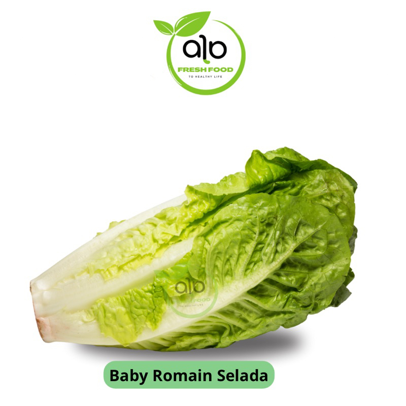 Jual Selada Baby Romain Hidroponik perpack- ALO Fresh Food | Shopee ...