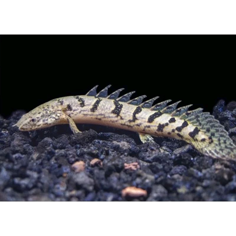 Jual Palmas Delhezi | Shopee Indonesia