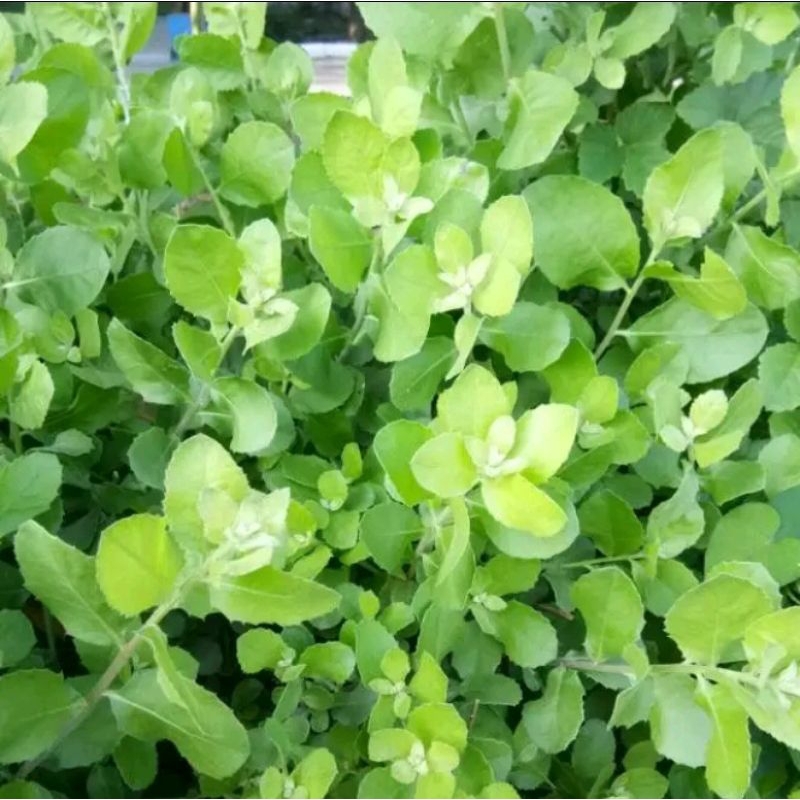 Jual Bahan Herbal Daun Beluntas Segar 100 gram untuk bau Badan | Shopee ...