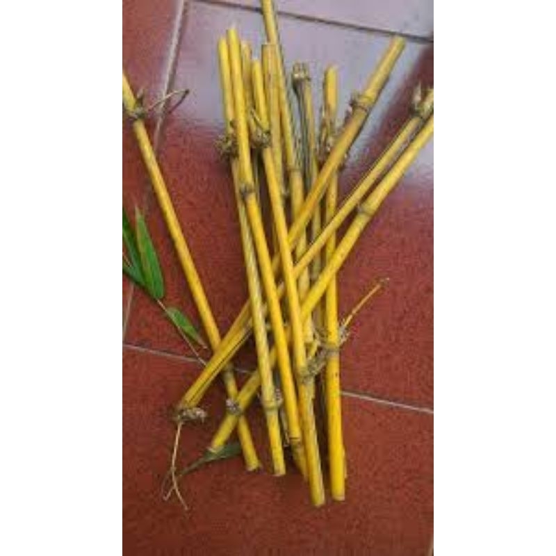 Jual Bambu kuning| ranting bahan kerajinan | Shopee Indonesia