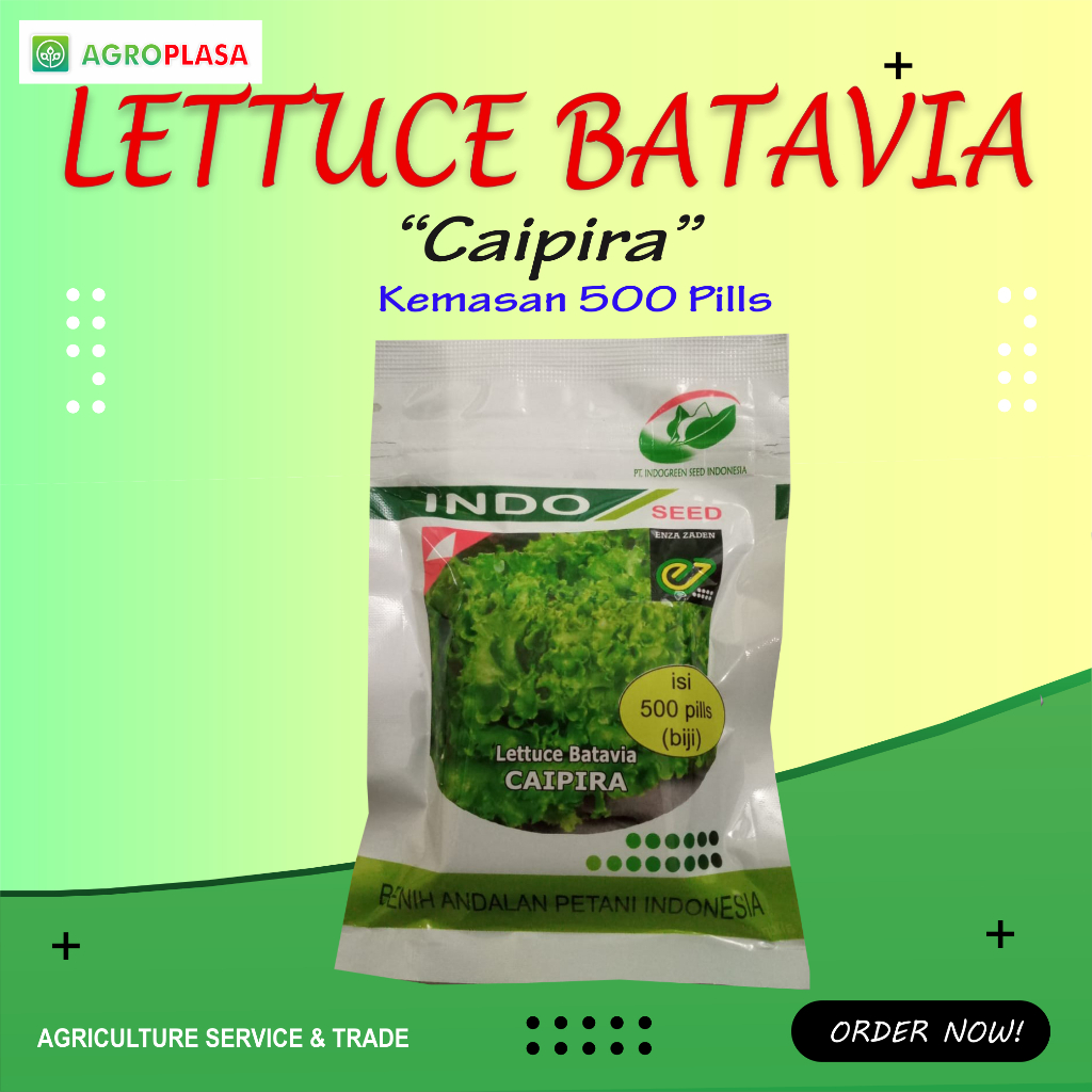 Jual Benih Selada Caipira Lettuce Batavia isi 500 pills | Shopee Indonesia
