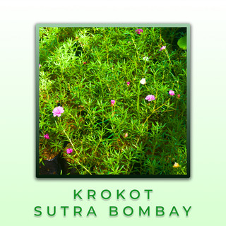 Jual KROKOT SUTRA BOMBAY / BIBIT TANAMAN HIAS BUNGA SUTRA BOMBAY ...