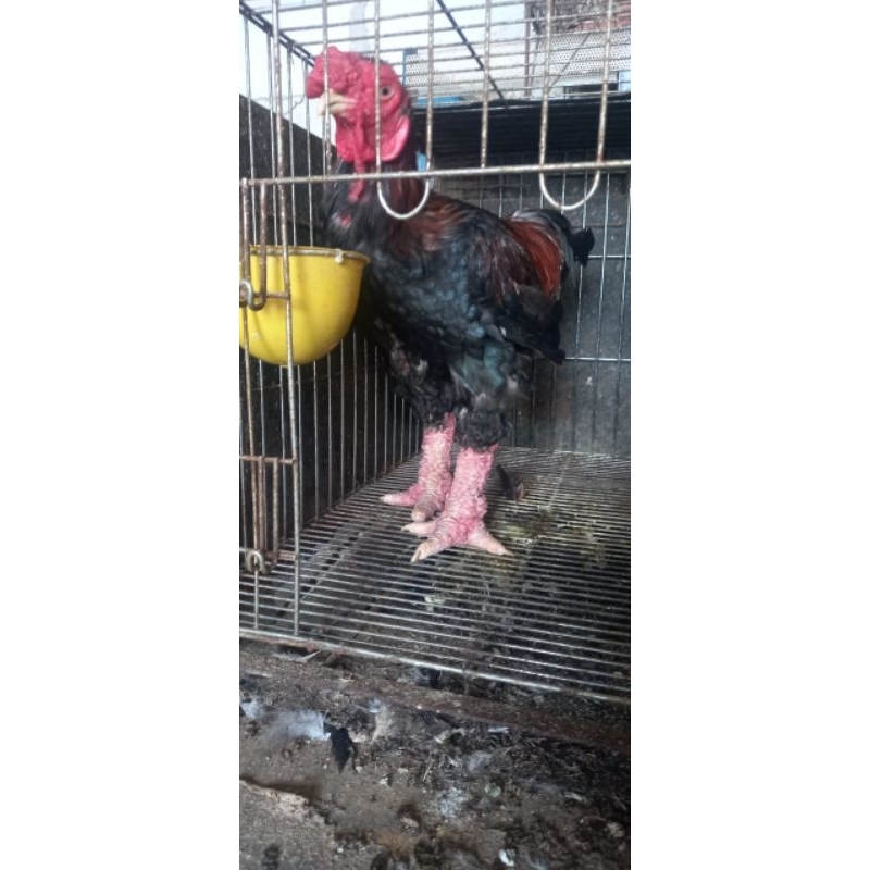 Jual Induk Ayam Hias Dong Tao Indukan Ayam Kaki Gajah Dewasa Bandung ...