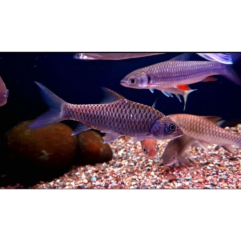 Jual Tor Humpback sp Salween Thailand size 14cm | Shopee Indonesia