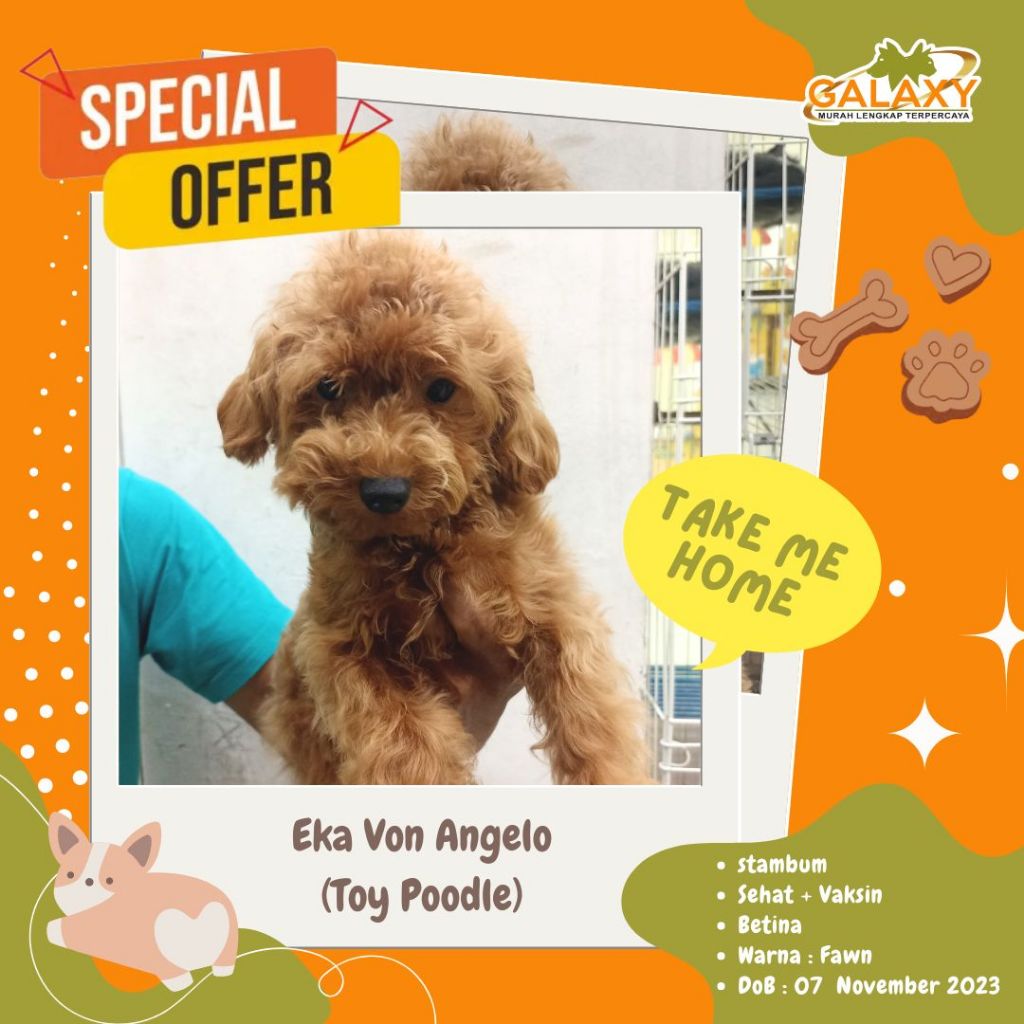 Jual Dijual Toy Poodle "Betina" (Lengkap dengan Stambum) | Shopee Indonesia