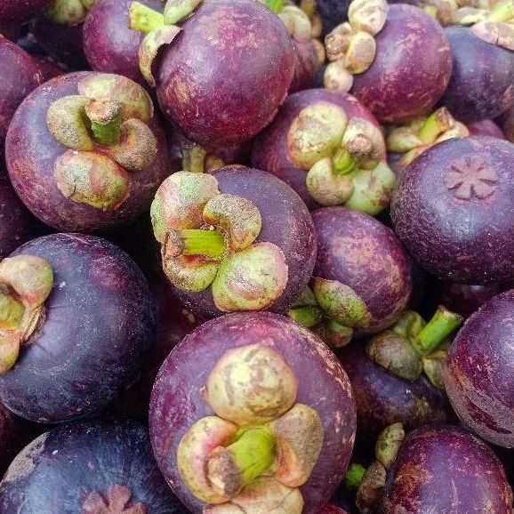 Jual Buah manggis 1kg | Shopee Indonesia