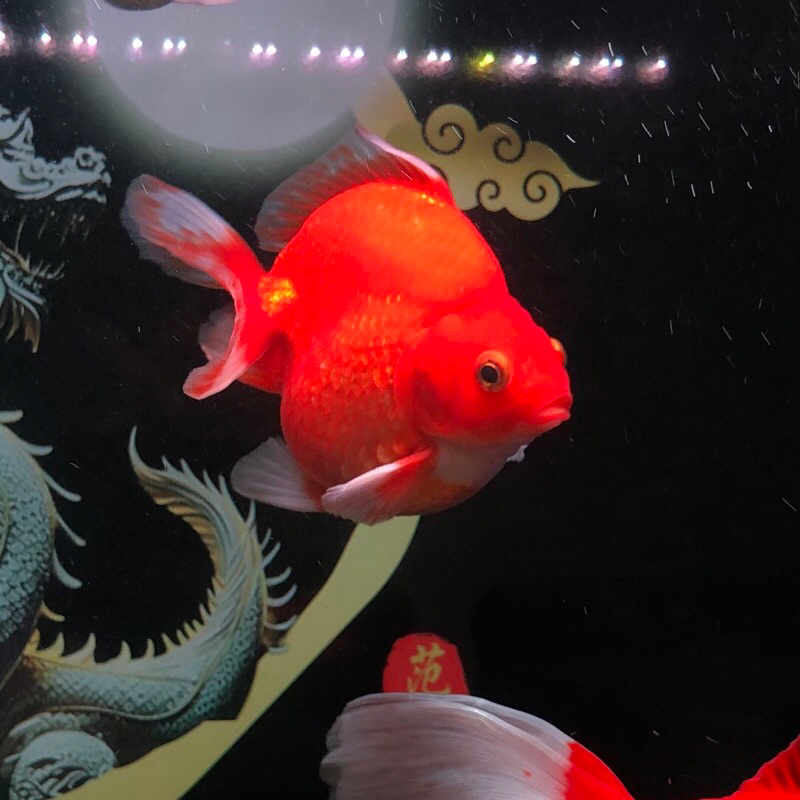 Jual ikan mas koki ryukin red white JUMBO | Shopee Indonesia