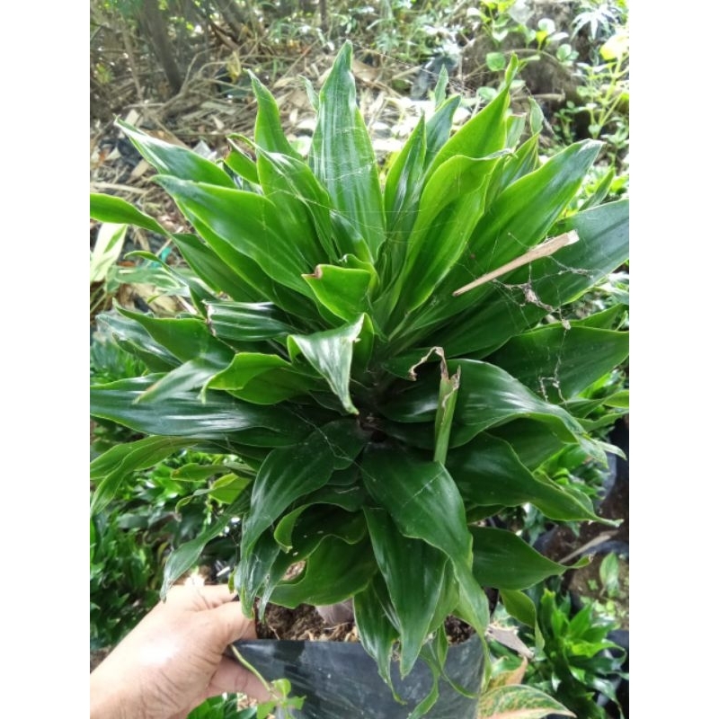 Jual Tanaman hias Drasena daun kecil,kemoceng hijau / andong sulak ...