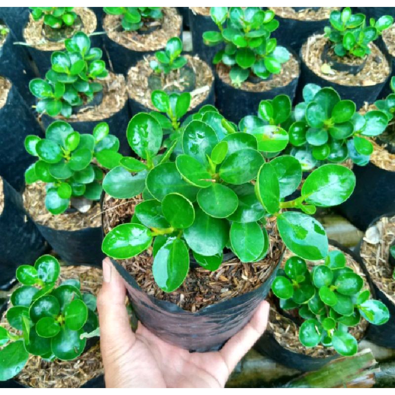 Jual BUNGA DOLLAR MIKRO MANGKOK ORIGINAL / BAHAN BONSAI ( beli 15 ...