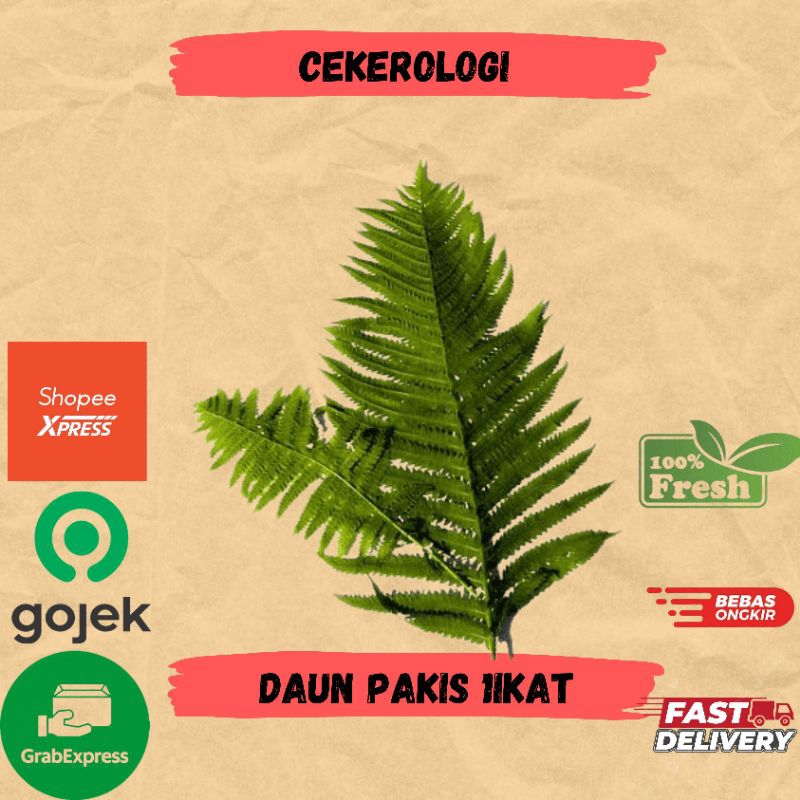 Jual Daun Pakis ikat / Daun Pakis / Daun Pakis Fresh Berkualitas ...