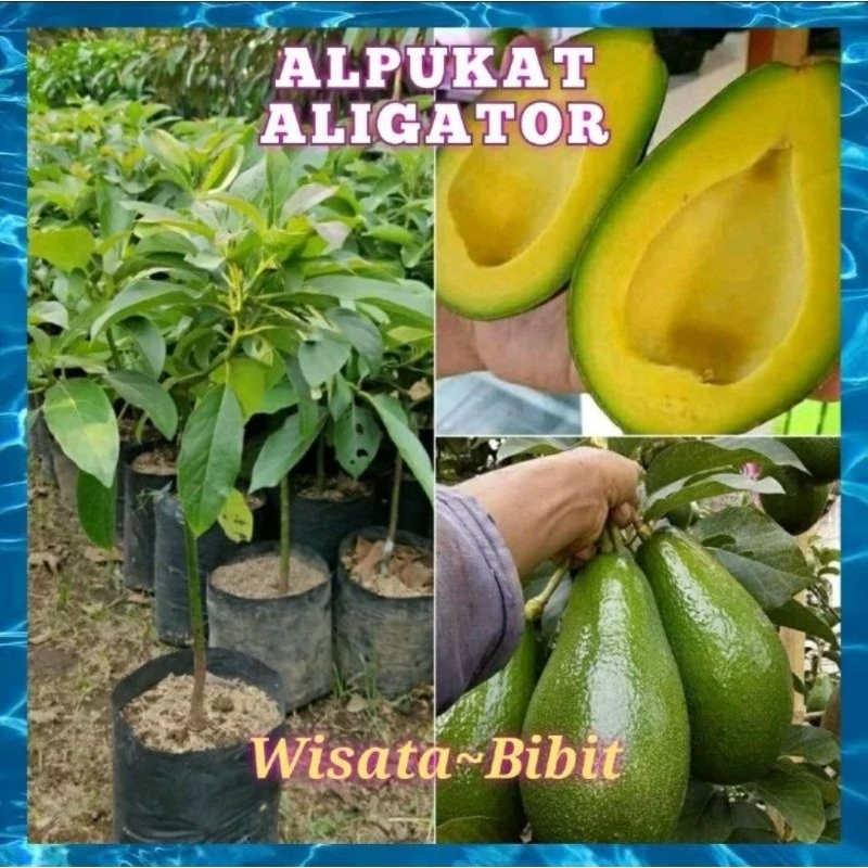 Jual bibit alpukat aligator super unggul | Shopee Indonesia