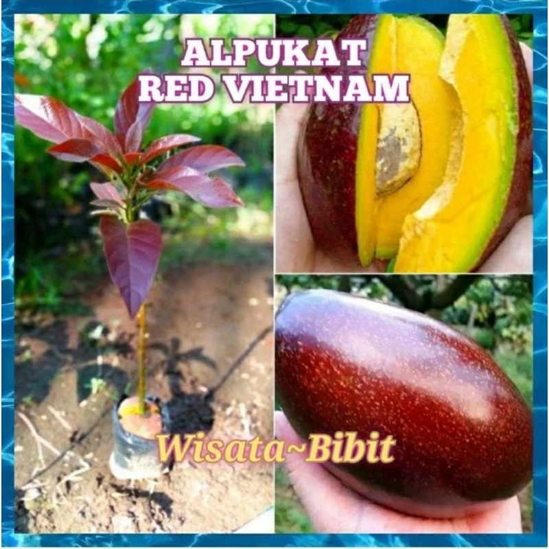 Jual bibit alpukat RED VIETNAM original | Shopee Indonesia