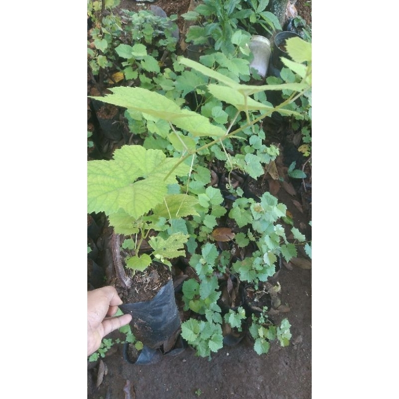 Jual Bibit Anggur isabella tanpa pengurangan media | Shopee Indonesia