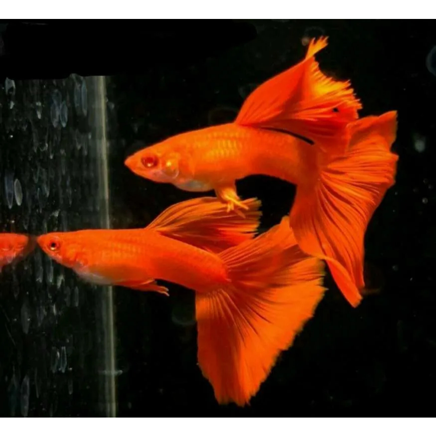 Jual ikan hias ikan Guppy AFR (albino full red) | Shopee Indonesia