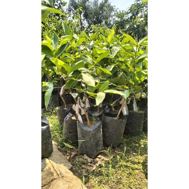 Jual Jambu Air Citra | Shopee Indonesia