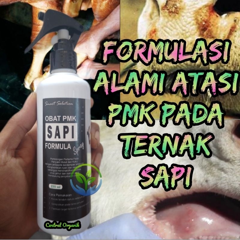 Jual Suplemen Alami PMK Sapi Scabies Kucing Anjing Kelinci Borok ...